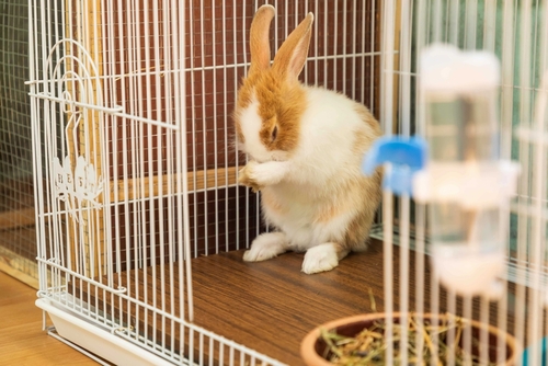Cleaning Pet Cage | Eco-Friendly Cleaning Services Manhattan